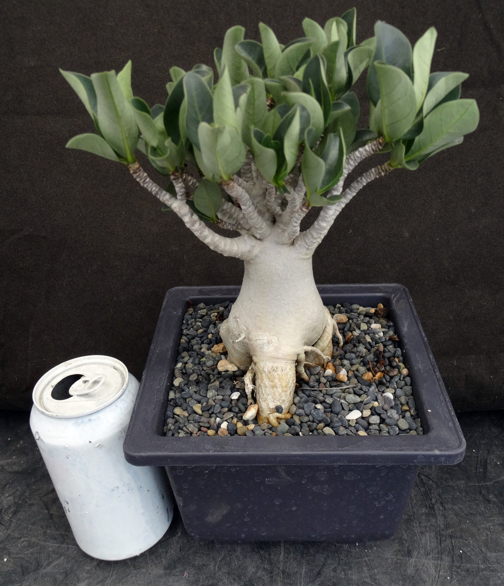 Adenium arabicum 'Thai Socotranum' (G) – Kyle's Plants