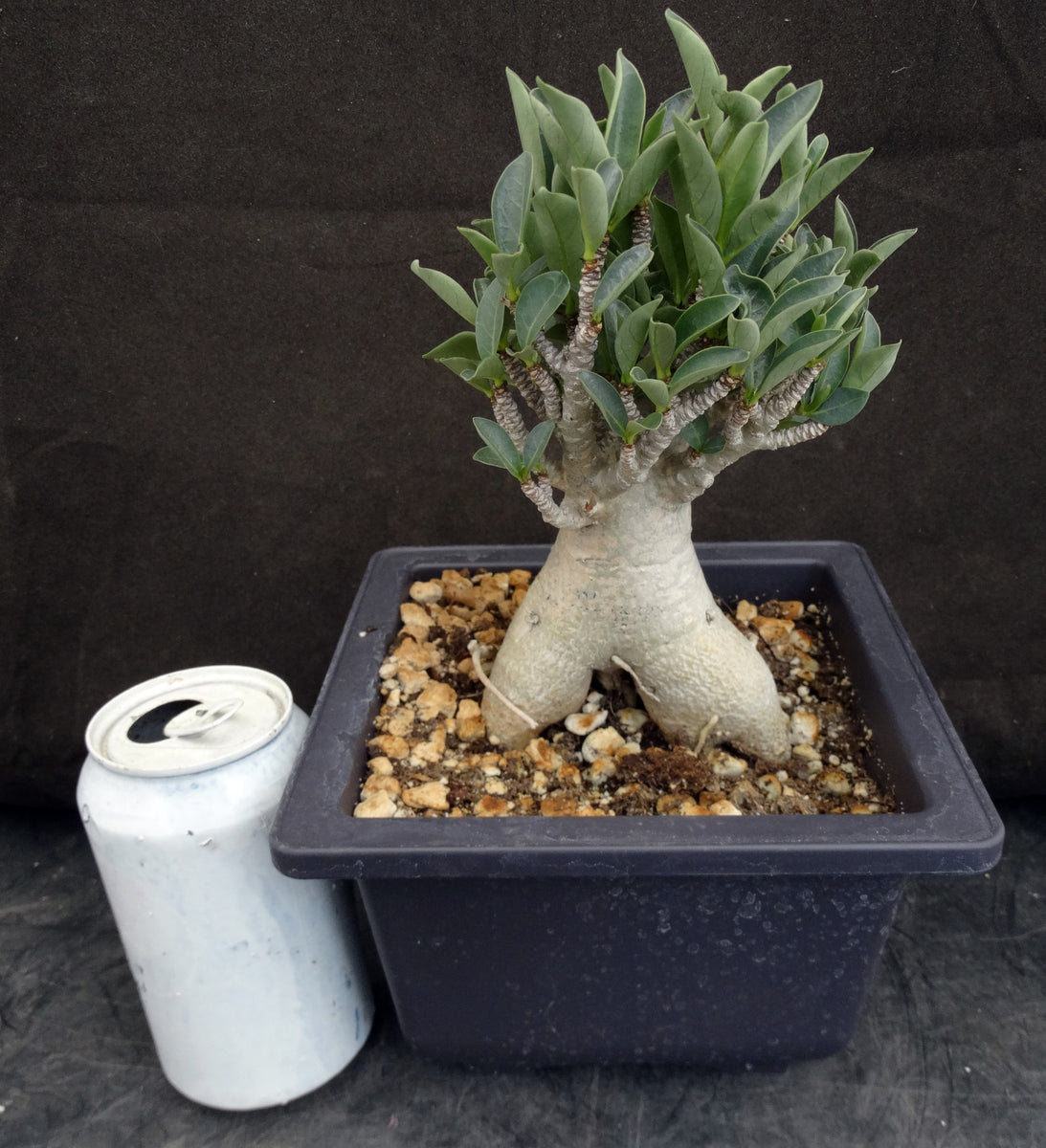 Adenium arabicum 'Thai Socotranum' (H) – Kyle's Plants