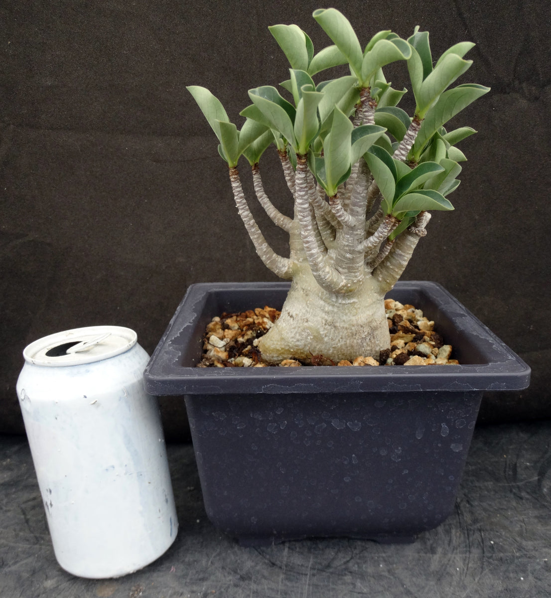Adenium arabicum 'Thai Socotranum' (I) – Kyle's Plants