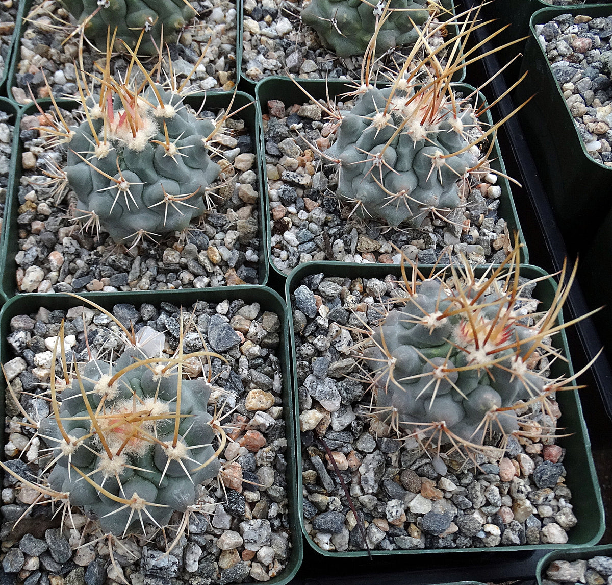 Thelocactus lophothele Blue form (Yellow spines) – Kyle's Plants