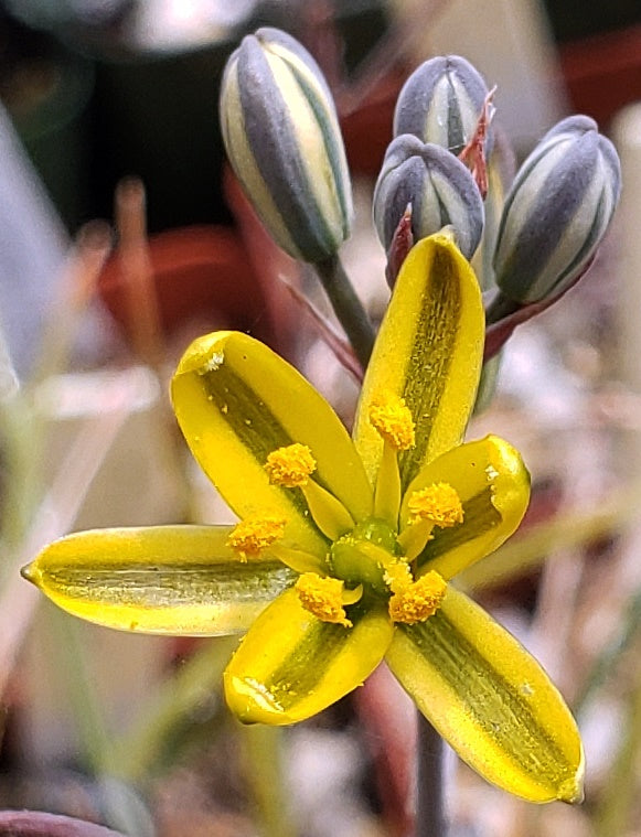 Albuca albucoides *Interesting flat grooved leaves* – Kyle's Plants