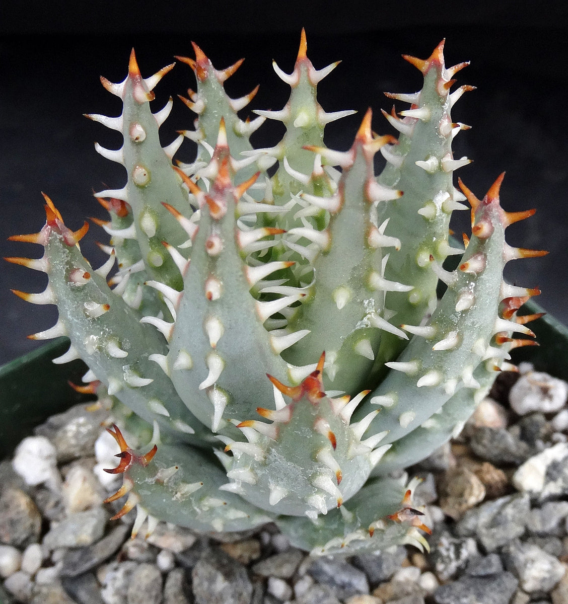 Aloe erinacea *Beautiful Spines* – Kyle's Plants