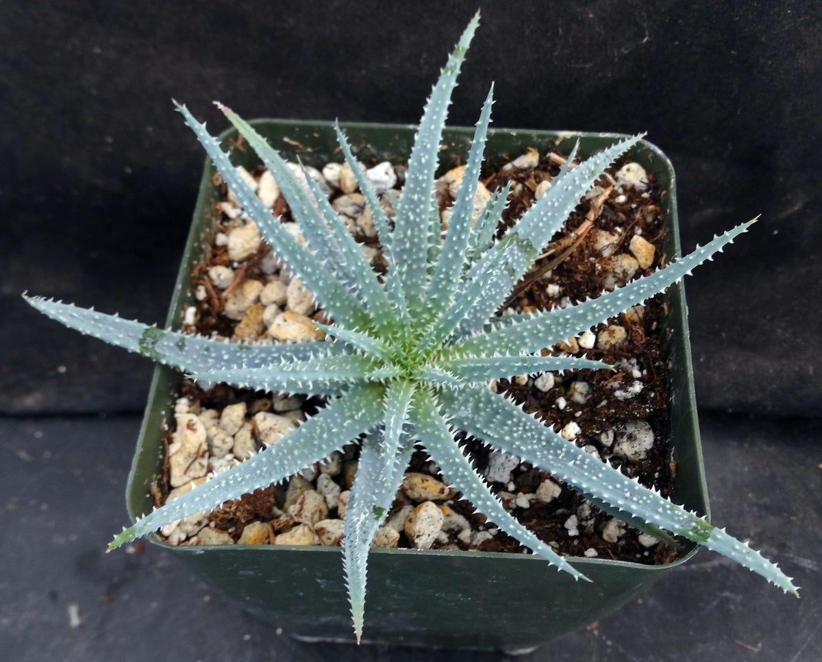 Aloe parvula *Miniature Blue Aloe* – Kyle's Plants