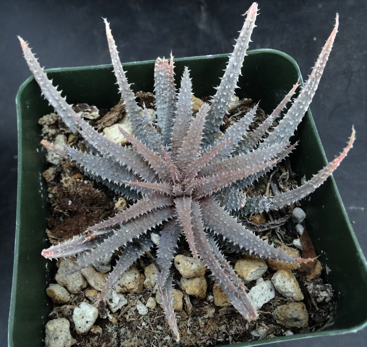 Aloe parvula *Miniature Blue Aloe* – Kyle's Plants