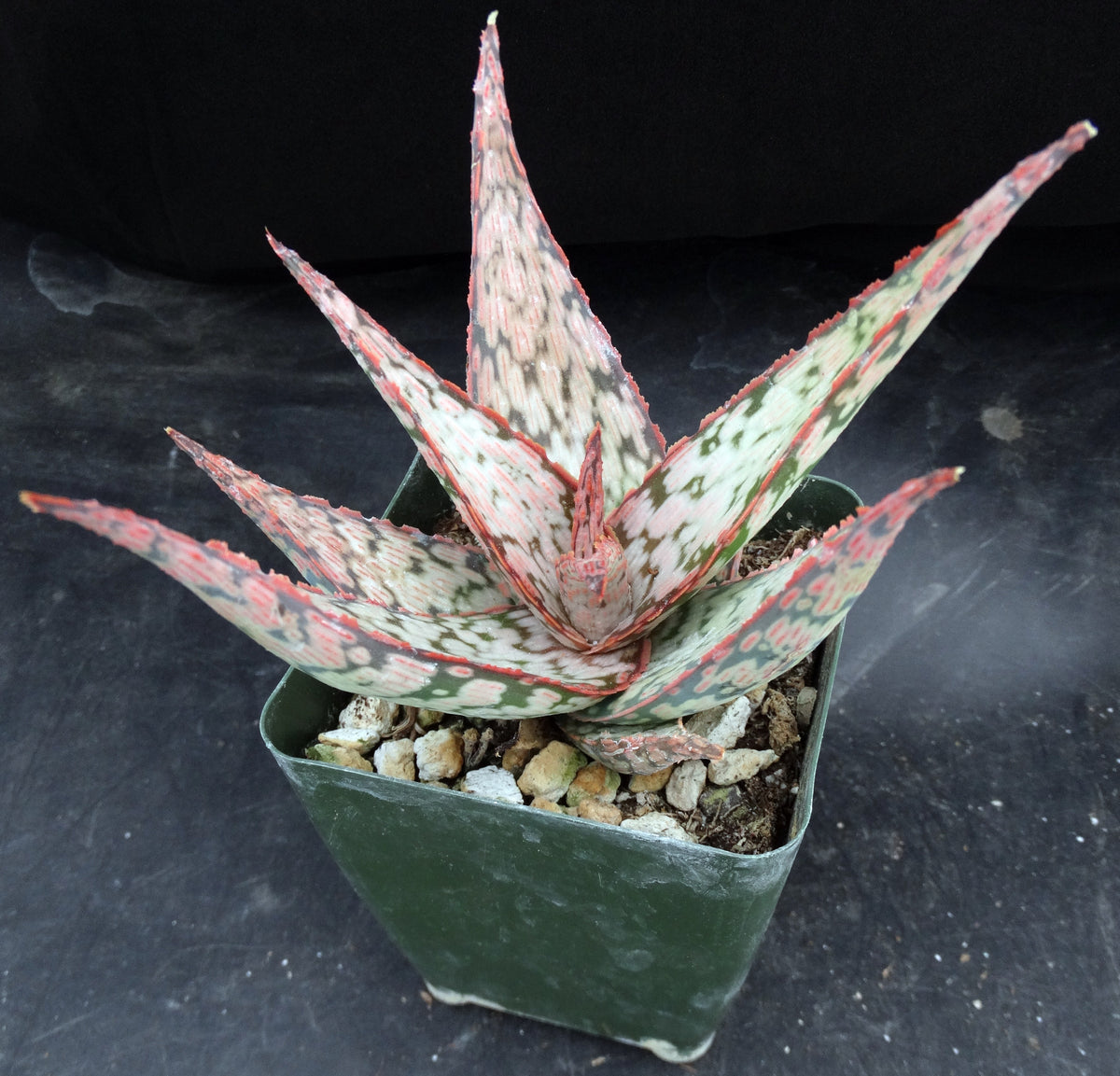 Aloe x 'Raspberry Cream' – Kyle's Plants