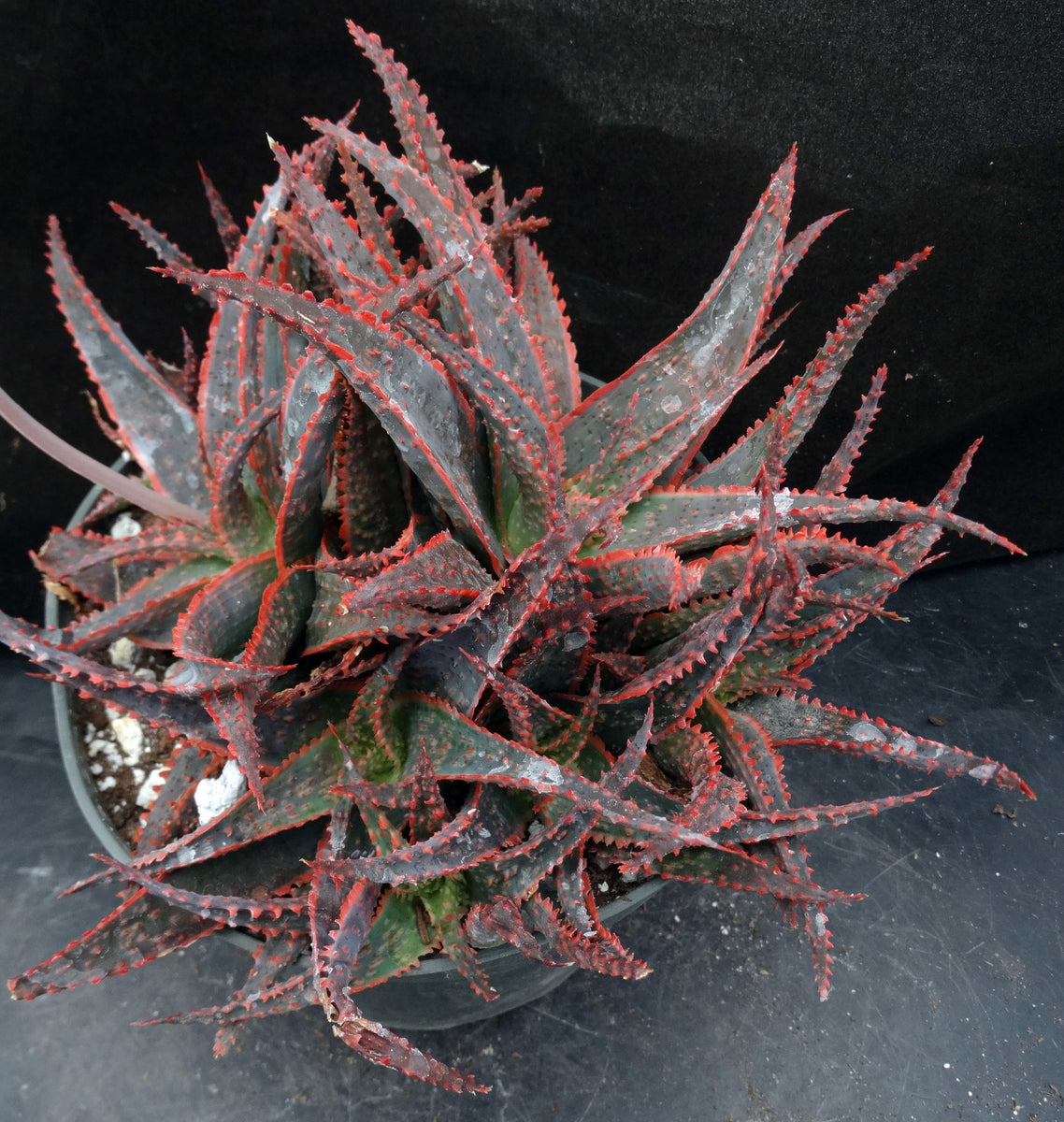 Aloe x 'Christmas Carol' Big Plants! – Kyle's Plants