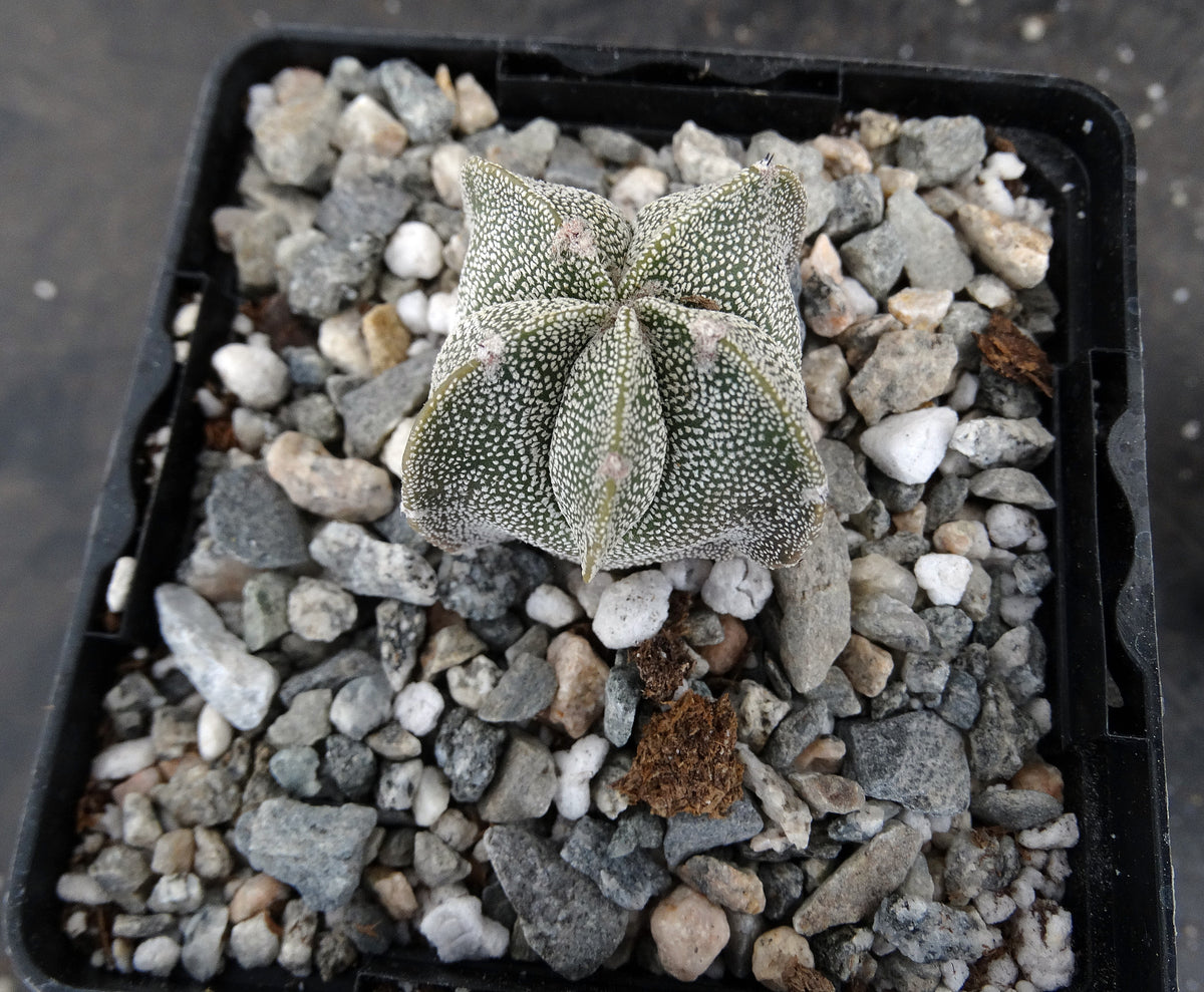 Astrophytum myriostigma "Oddballs" Bishop's Cap Cactus (C) – Kyle's Plants