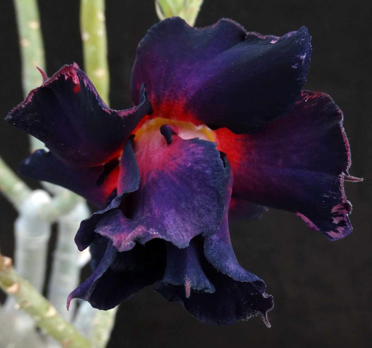 Adenium 'Black Border' *Big Plants!* Grafted Hybrid (2) – Kyle's Plants