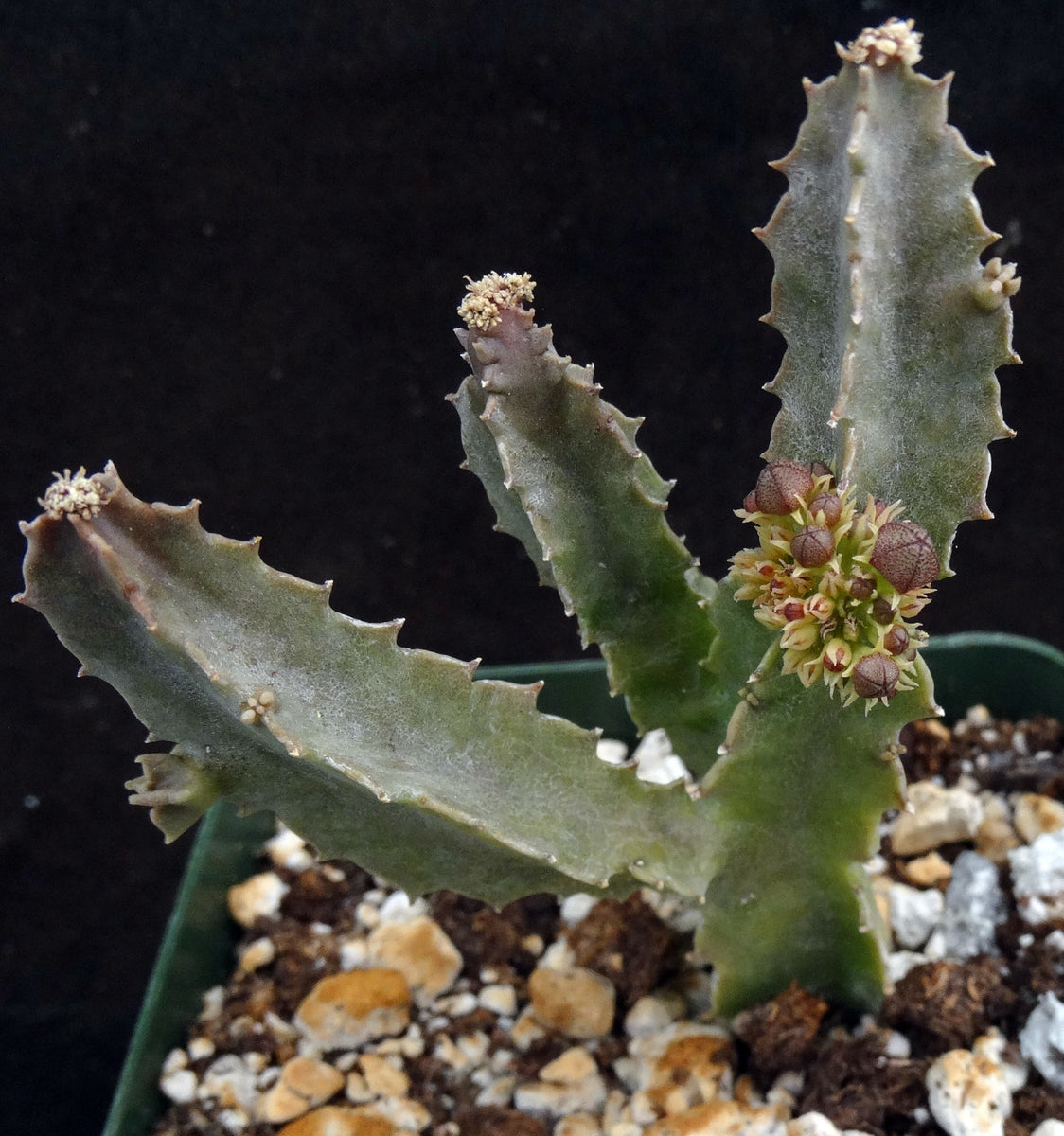Caralluma foetida – Kyle's Plants