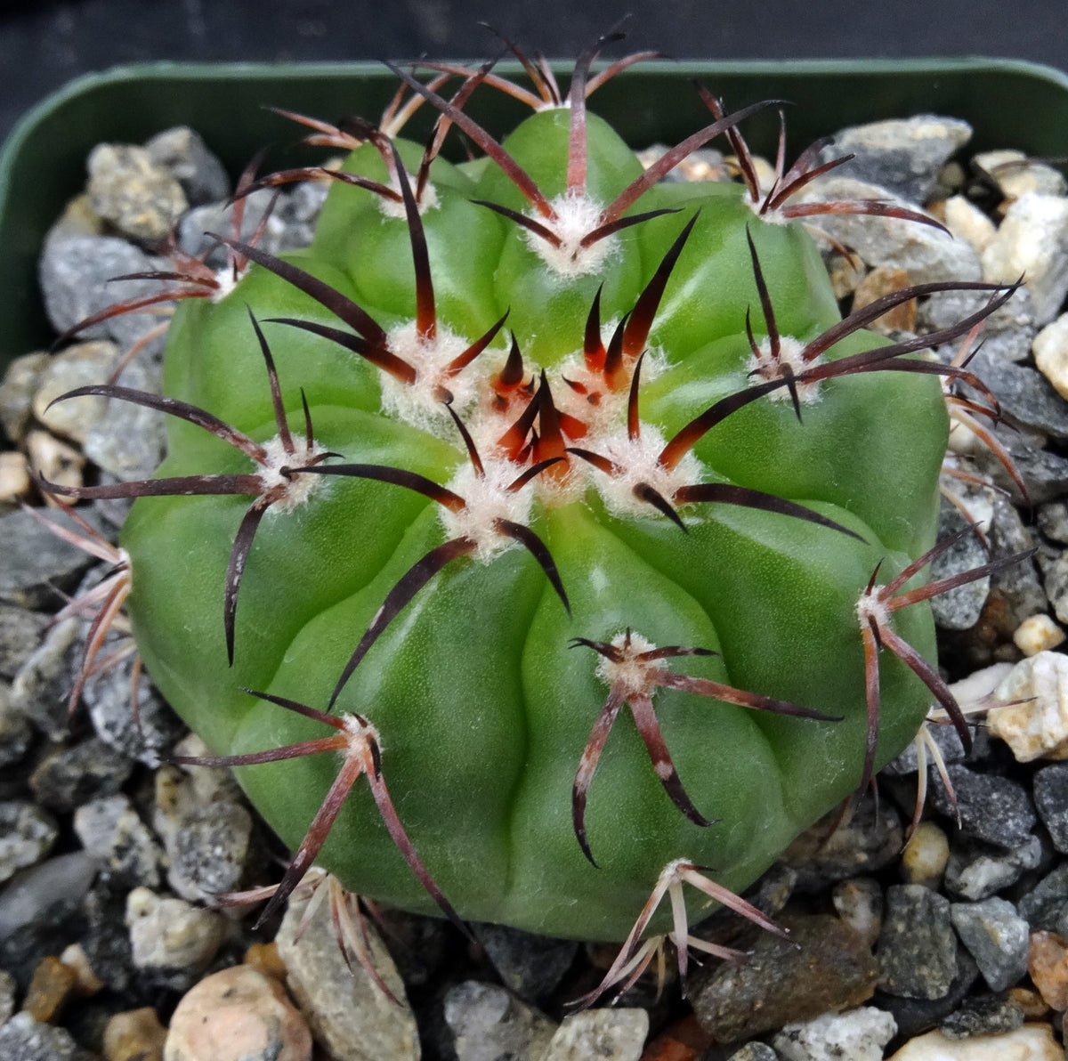 Discocactus placentiformis (crystallophilus) – Kyle's Plants