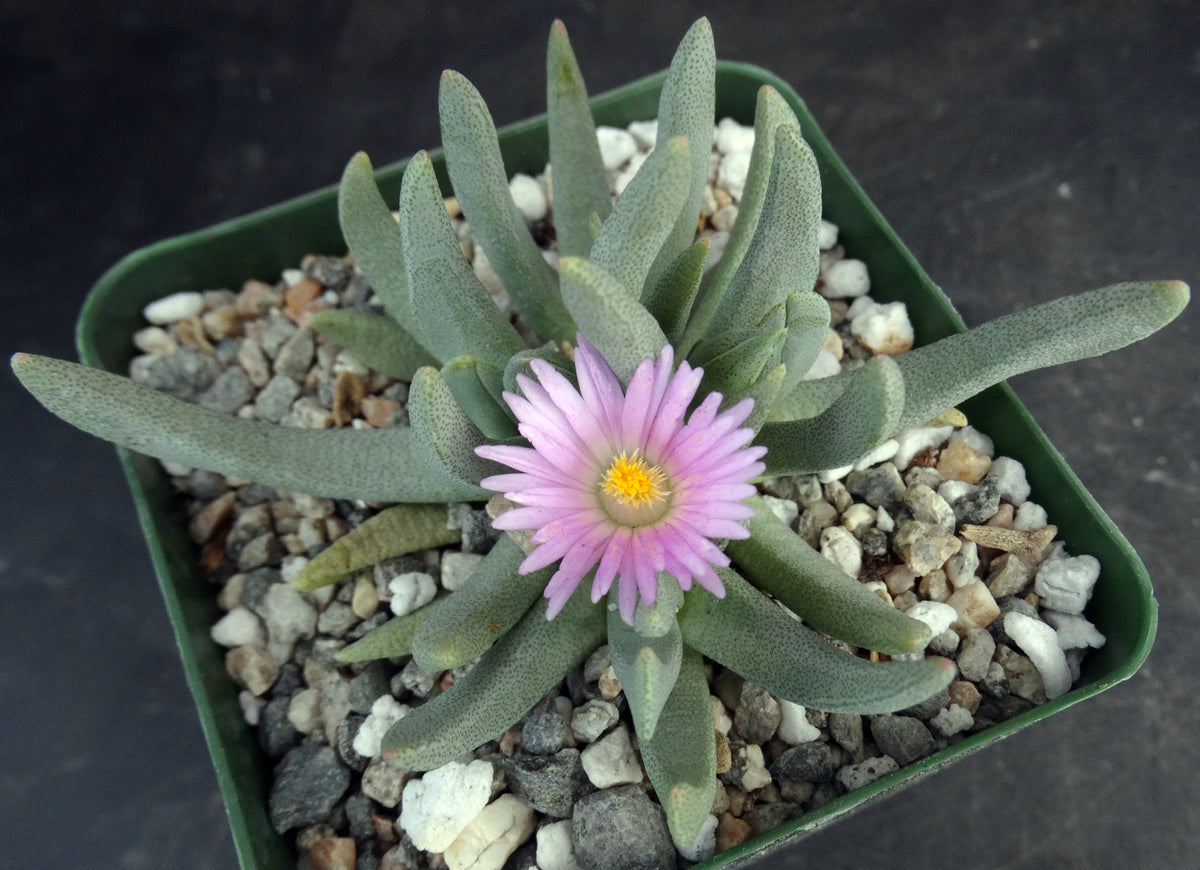 Ebracteola wilmaniae – Kyle's Plants