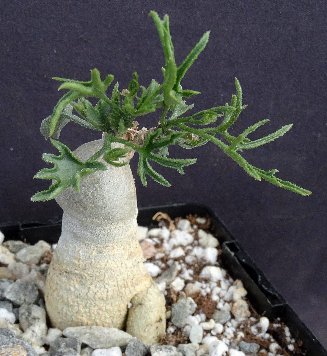 Kedrostis africana – Kyle's Plants