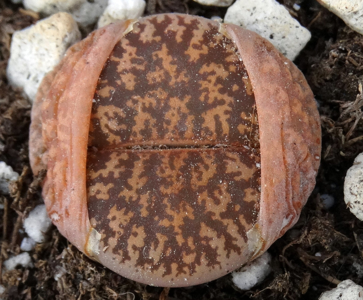 Lithops leslei Pietersburg form – Kyle's Plants