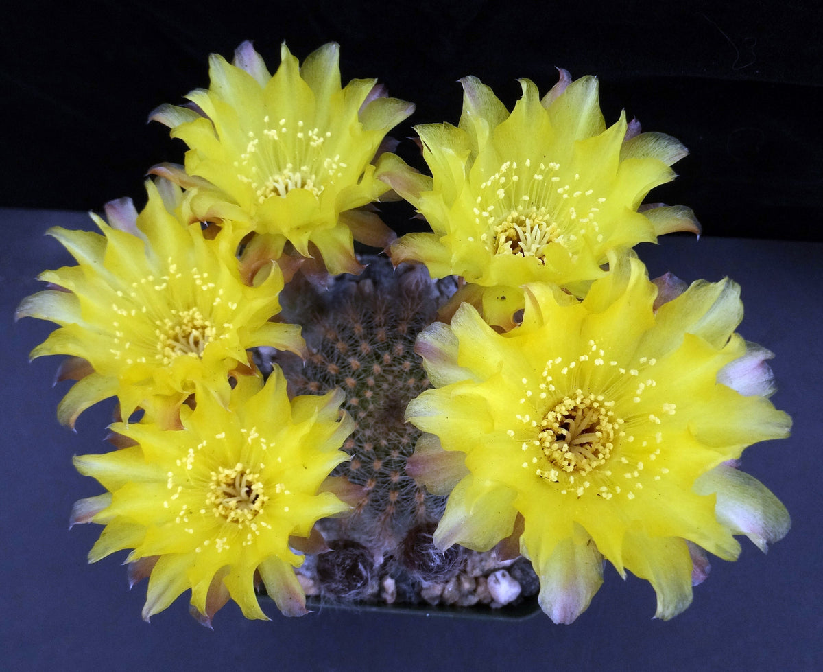 Lobivia aurea v sierragrandensis – Kyle's Plants