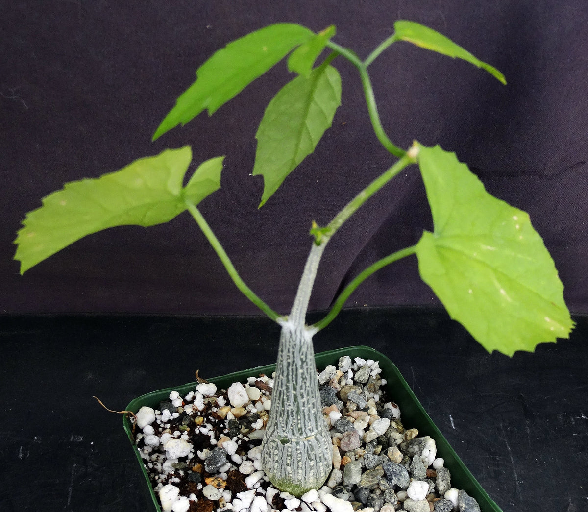 Momordica rostrata – Kyle's Plants