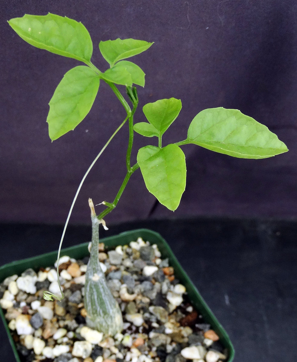 Momordica rostrata – Kyle's Plants