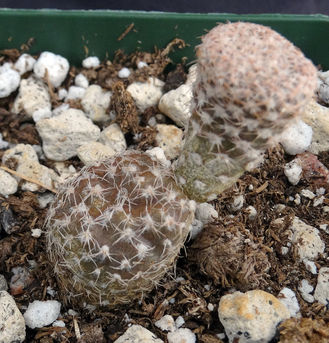 Puna clavarioides – Kyle's Plants