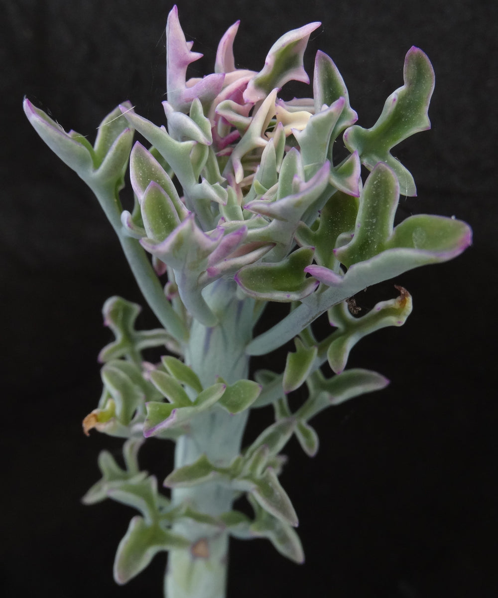 Senecio aristata 'variegata' – Kyle's Plants