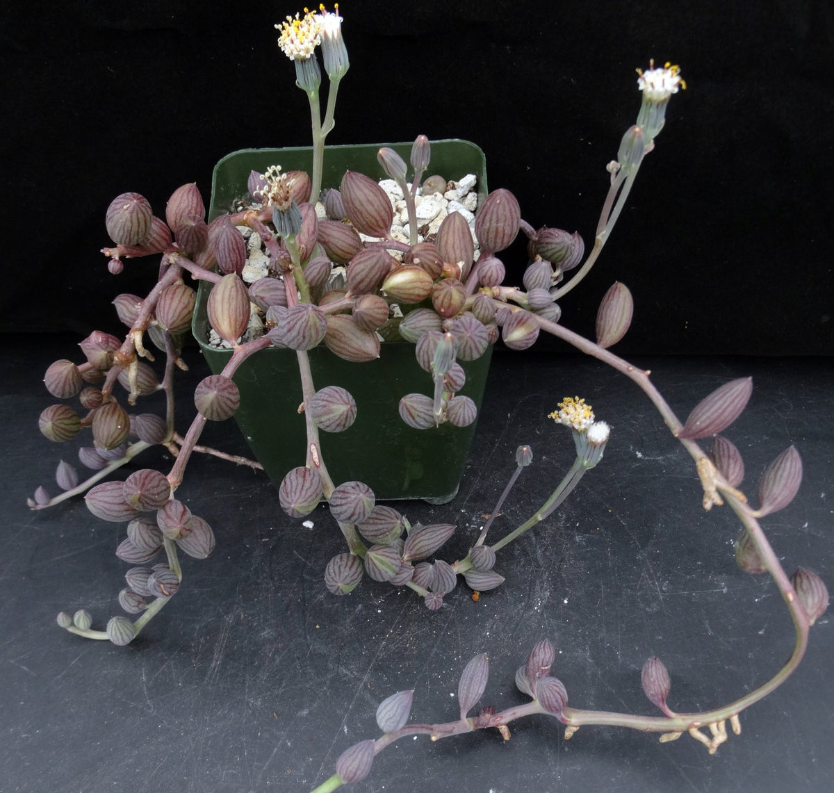 Senecio herreanus – Kyle's Plants