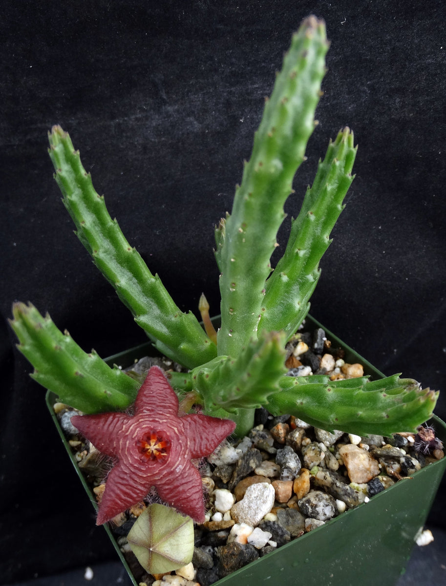 Stapelia paniculata v. scitula – Kyle's Plants