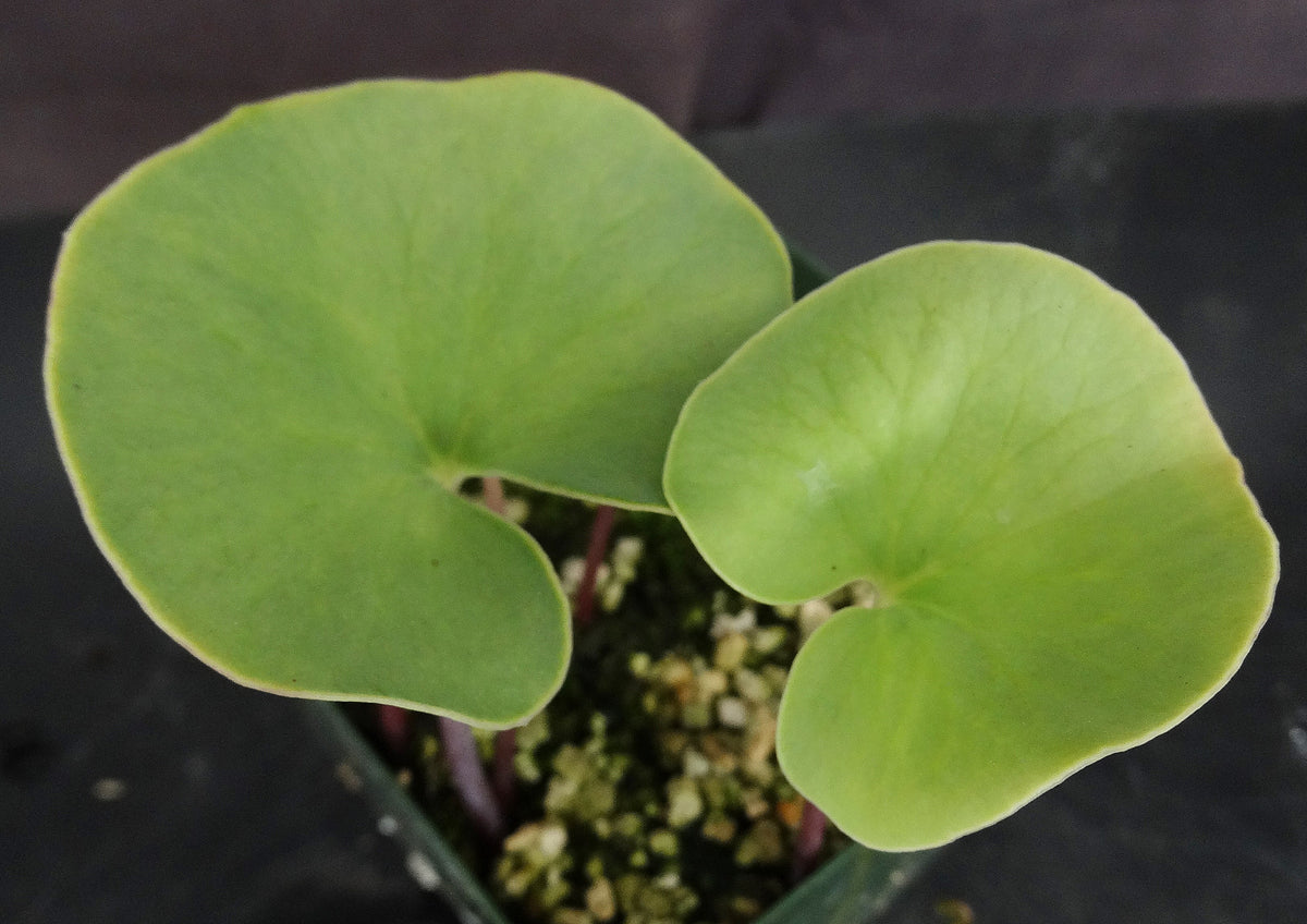 Utricularia cornigera – Kyle's Plants